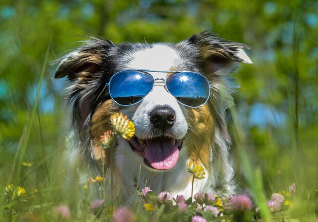 Прогноз погоды в Киеве: какой будет погода в Киеве 26-30 июля - Киев Vgorode.ua