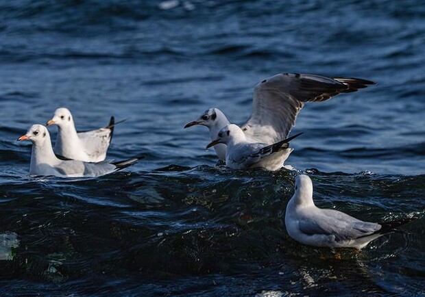 Прогноз погоды в Одессе с 22 по 26 ноября 2021 года - Одесса Vgorode.ua