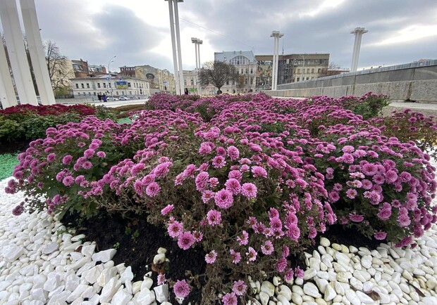 Более 1000 кустов: в Харькове устроили «бал хризантем» (фото) - Харьков Vgorode.ua