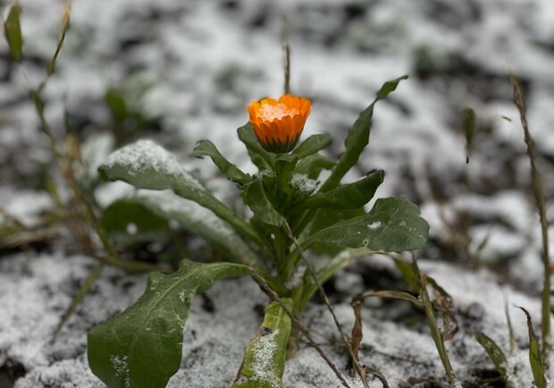 Як Одеса зустрічала перший сніг (фото) - Одеса Vgorode.ua