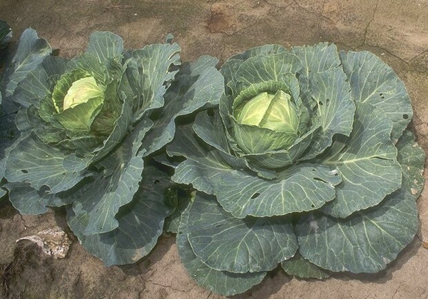 Продуктовые ярмарки в Киеве 11-12 февраля: адреса - Киев Vgorode.ua