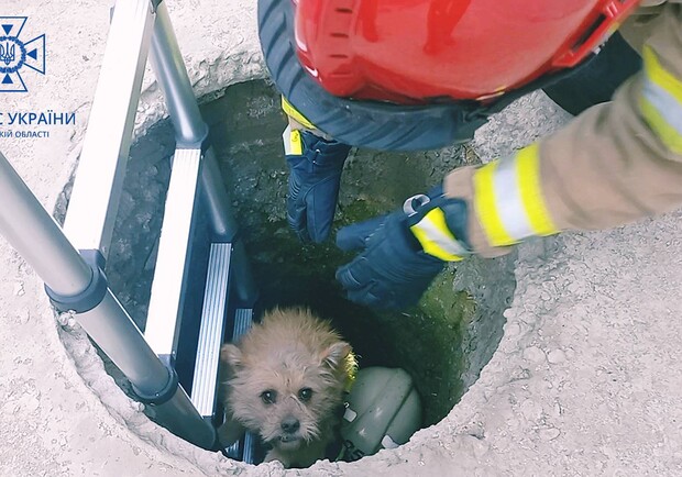 Сводка спасателей Одессы за сутки с 15 по 16 февраля 2022 года (фото, видео) - Одесса Vgorode.ua