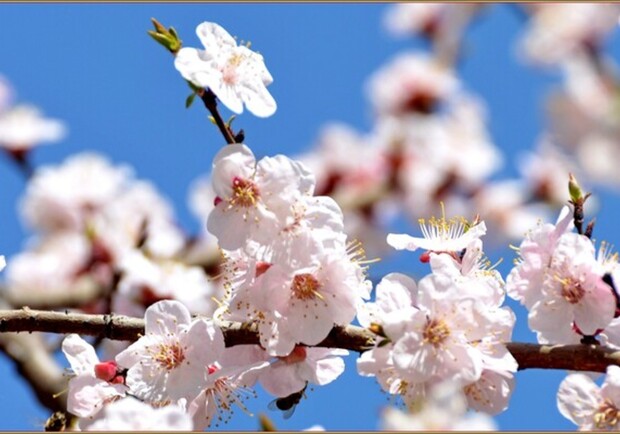 Яка погода буде в Одесі на тижні з 20 по 24 березня 2023 року - Одеса Vgorode.ua