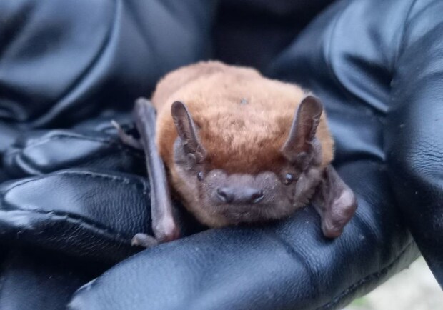 У Дніпрі випустили на волю 400 червонокнижних кажанів - Дніпро Vgorode.ua