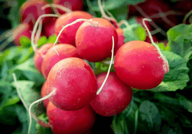 Продуктові ярмарки у Києві 27-28 травня: адреси - Київ Vgorode.ua