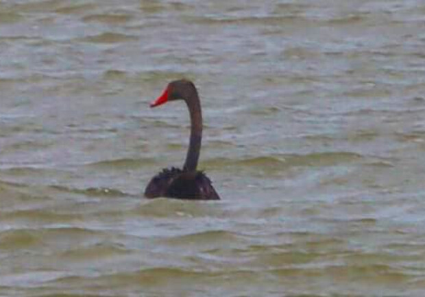 До Одеської області прилетів "Чорний лебідь" (фото) - Одеса Vgorode.ua
