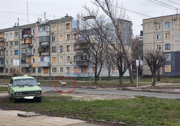 Побывал во всех районах: в Никополе баран гуляет по улицам - Днепр Vgorode.ua