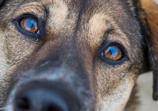 На Одещині розшукали 14-річну живодерку - Одеса Vgorode.ua