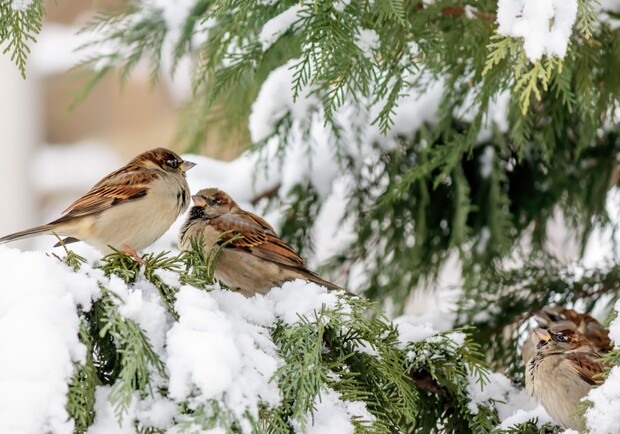 Яка погода буде цього тижня, з 29 січня по 4 лютого, у Харкові - Харків Vgorode.ua
