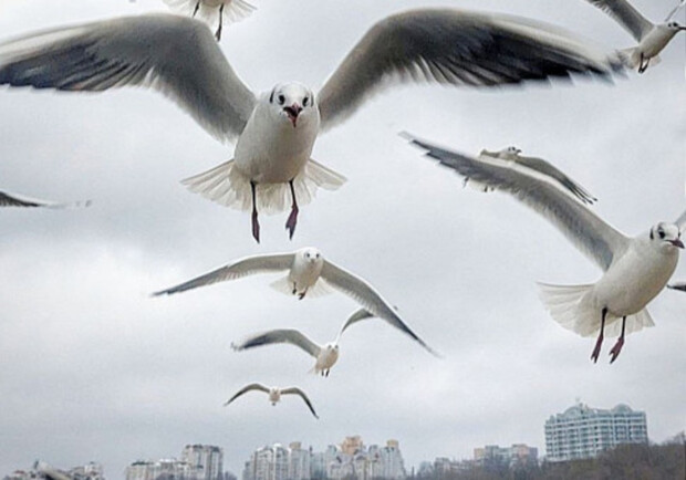 Яка погода буде в Одесі на тижні з 5 по 9 лютого 2023 року - Одеса Vgorode.ua