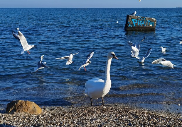 З 8 лютого 2024 року в Одесі чекають аномальне потепління - Одеса Vgorode.ua