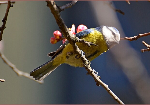 Прогноз погоди у Одесі на 23 та 24 березня 2024 року - Одеса Vgorode.ua