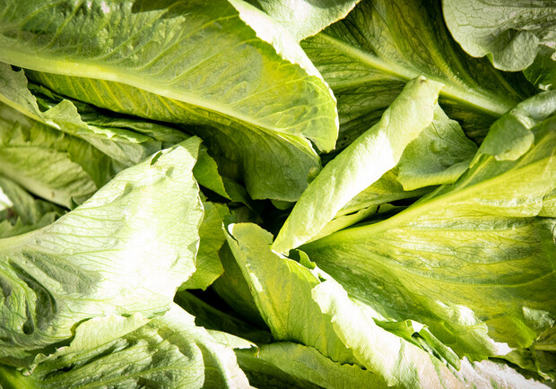 Продуктовые ярмарки в Киеве 16-19 апреля 2024: адреса - Киев Vgorode.ua