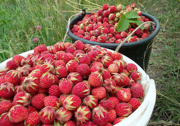 Продуктові ярмарки у Києві 25-26 травня: адреси - Київ Vgorode.ua