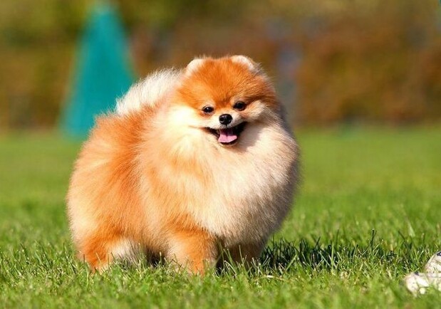 Які собаки в Одесі коштують найдорожче: топ-3 порід - Одеса Vgorode.ua