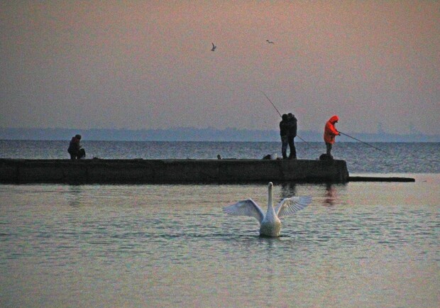 Куда пойти в Одессе с 4 по 8 ноября 2024 года (афиша мероприятий) - Одесса Vgorode.ua