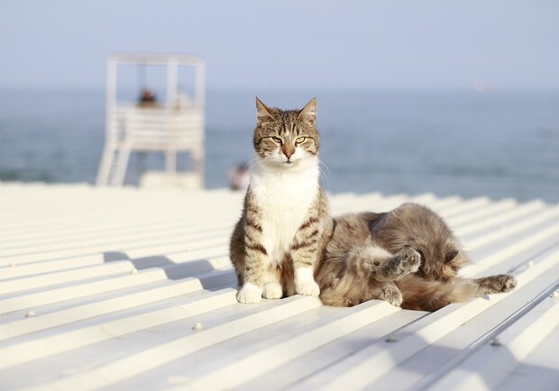 Куди піти в Одесі 8 та 9 березня 2025 року (афіша заходів) - Одеса Vgorode.ua