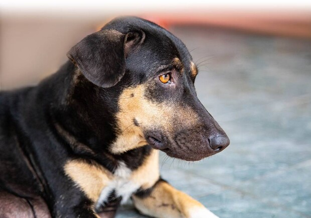 В Одесской области мужчина изнасиловал собаку - Одесса Vgorode.ua