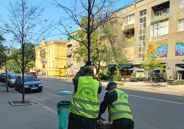 У центрі Харкова зрізають понад 60 дерев (фото) - Харків Vgorode.ua