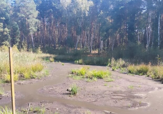 На Харьковщине полностью пересохли лесные болота: экологи бьют тревогу - Харьков Vgorode.ua
