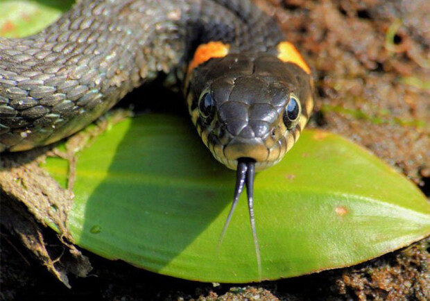 Змія напала на чоловіка у Лавочному - Львів Vgorode.ua