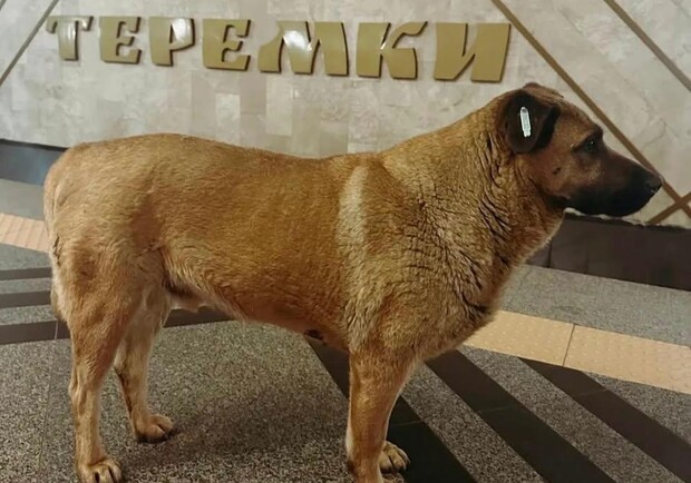 Станція метро “Теремки” більше не впускає песика Мішу під час російських атак - Київ Vgorode.ua