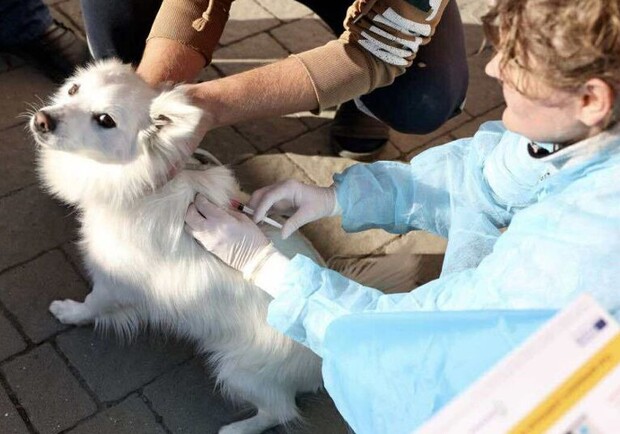 9 жовтня на Сихові у Львові безкоштовно вакцинуватимуть собак та котів від сказу - Львів Vgorode.ua