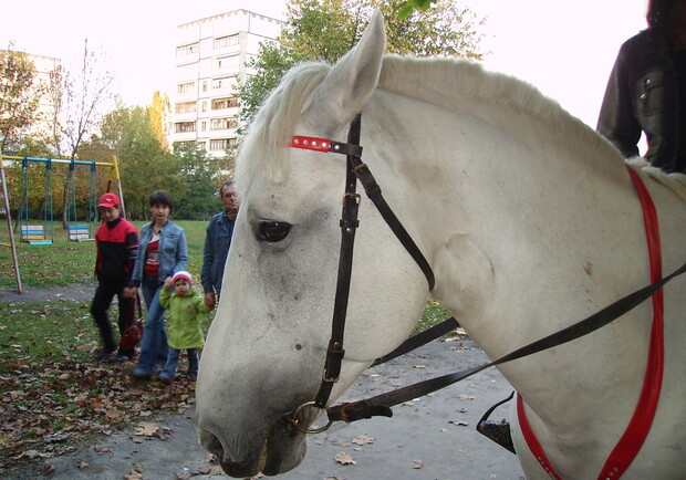 Полтавчане посмотрят на мир глазами лошадей - Харьков Vgorode.ua
