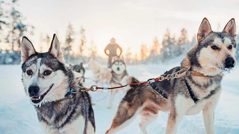 Winter Dog Fest 2018 в Харькове: дата и программа фестиваля - Харьков Vgorode.ua