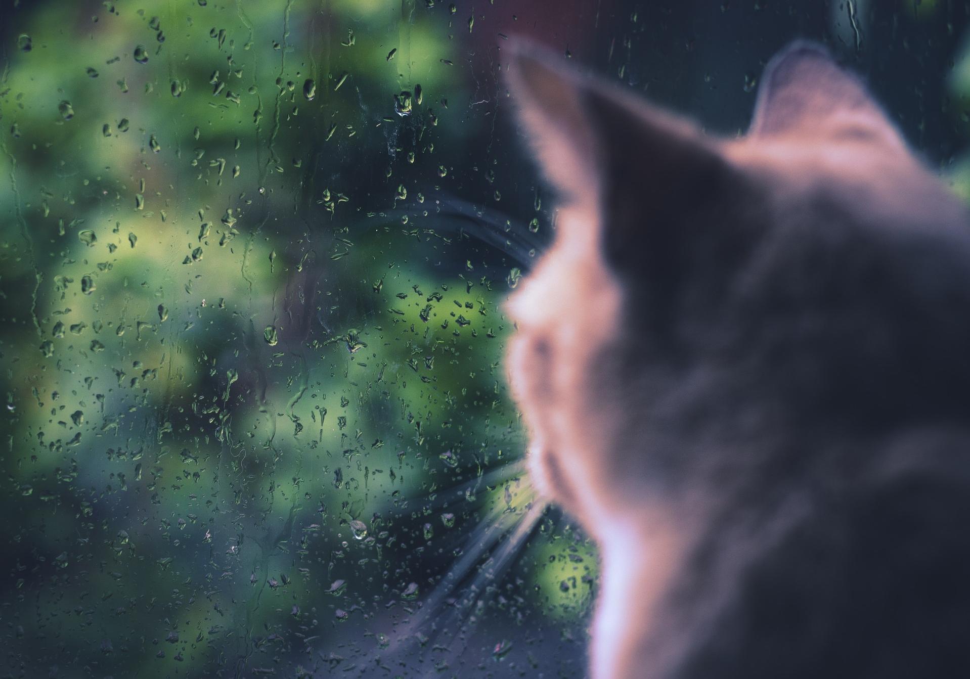 Прогноз погоды в Киеве на 11-15 июня 2018 - Киев Vgorode.ua