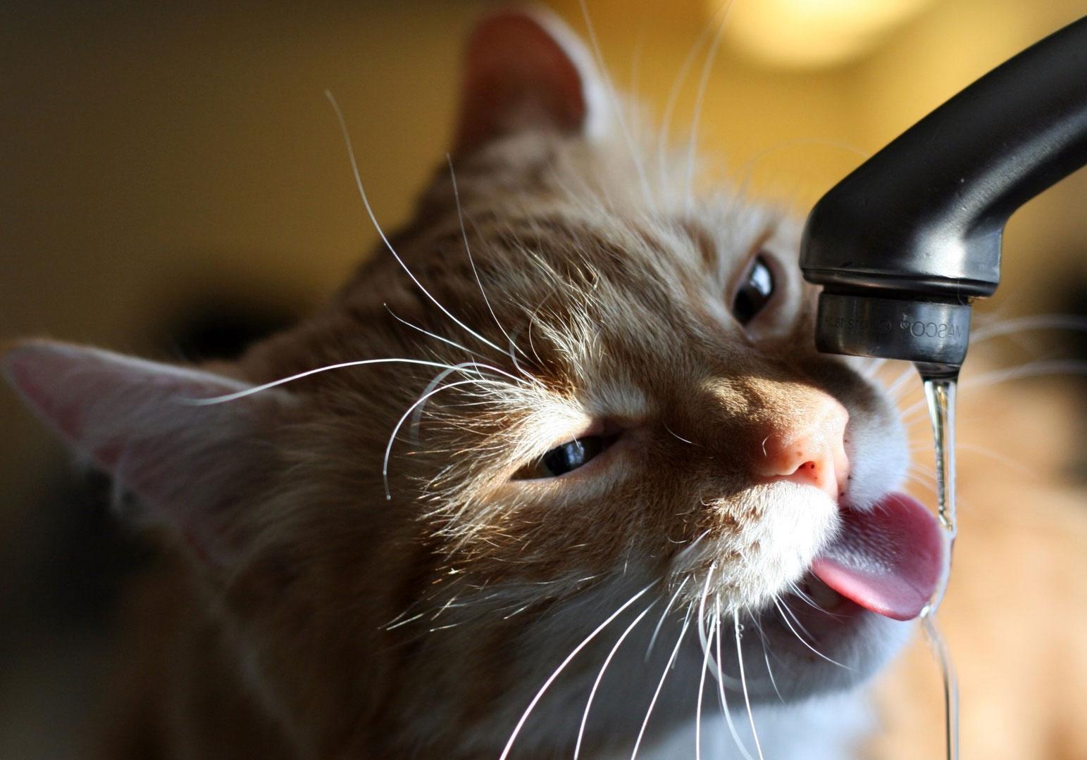 8 улиц Киева на 4 дня останутся без воды - Киев Vgorode.ua