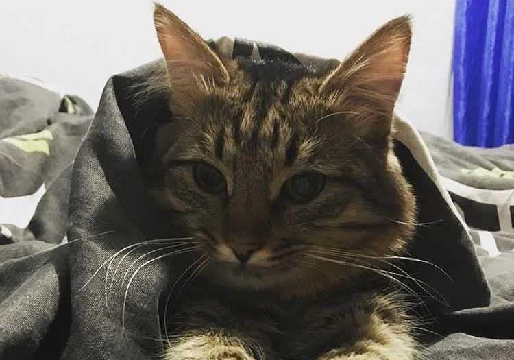 Какой сегодня праздник: 13 сентября 2018 - Киев Vgorode.ua