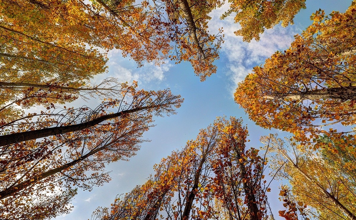 Прогноз погоды в Одессе на сегодня, 31 октября 2018 года - Одесса Vgorode.ua