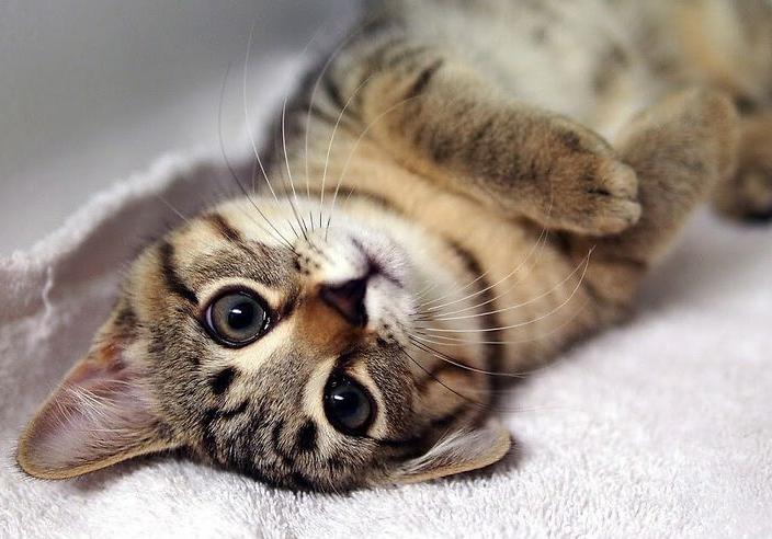 Какой сегодня праздник - 30 ноября 2018: поздравь Марфу и Гавриила - Киев Vgorode.ua