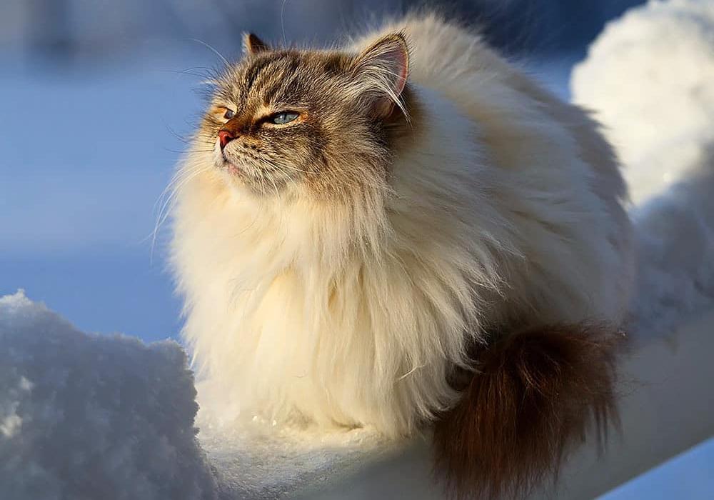 Какой сегодня праздник - 8 февраля 2019: поздравь Аркашу и Климента - Киев Vgorode.ua