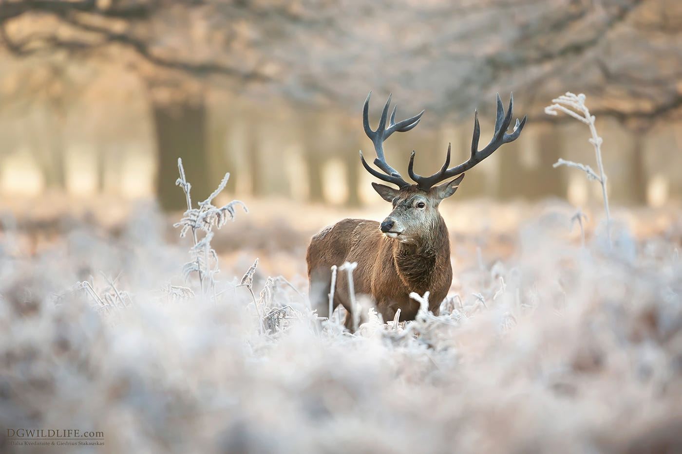 Какой сегодня праздник - 22 февраля 2019: поздравь социально ...