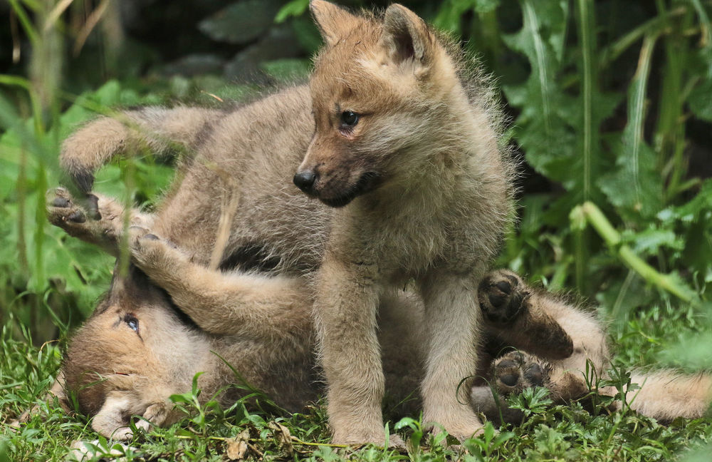 Какой сегодня праздник - 4 июля 2019: поздравь Диму и Римму - Киев Vgorode.ua