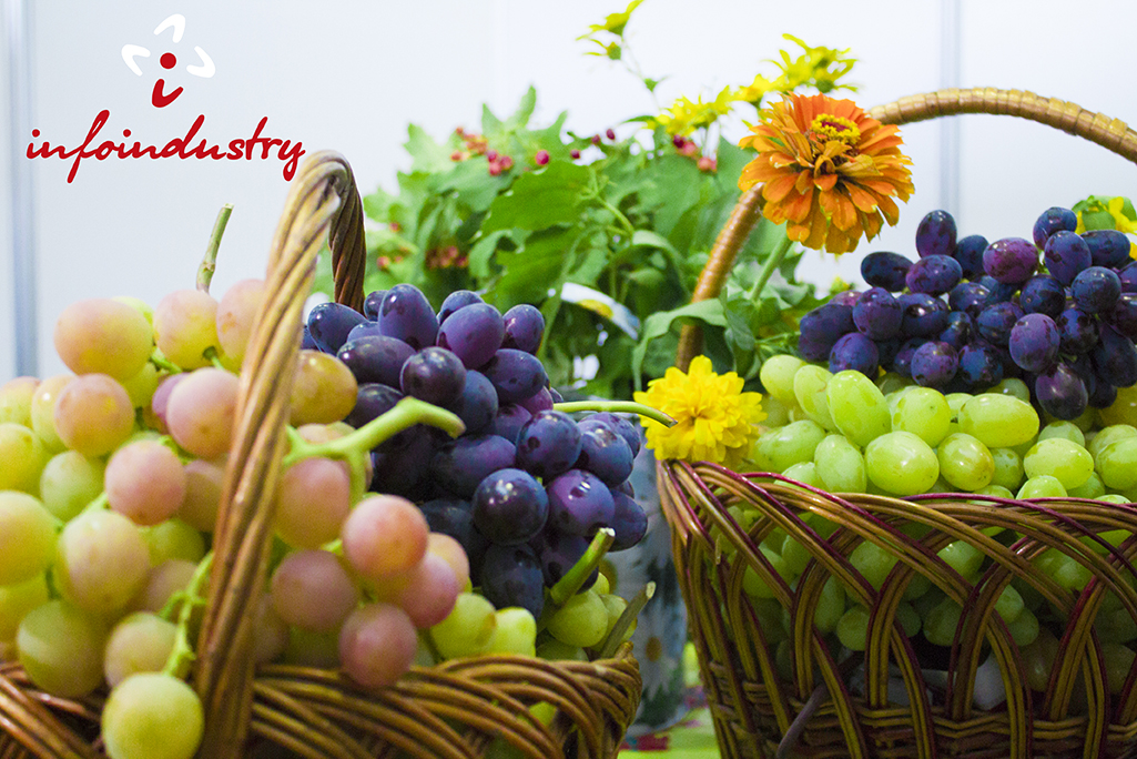 Выставка-конференция в Запорожье "Золотая гроздь Украины 2019" - Запорожье Vgorode.ua