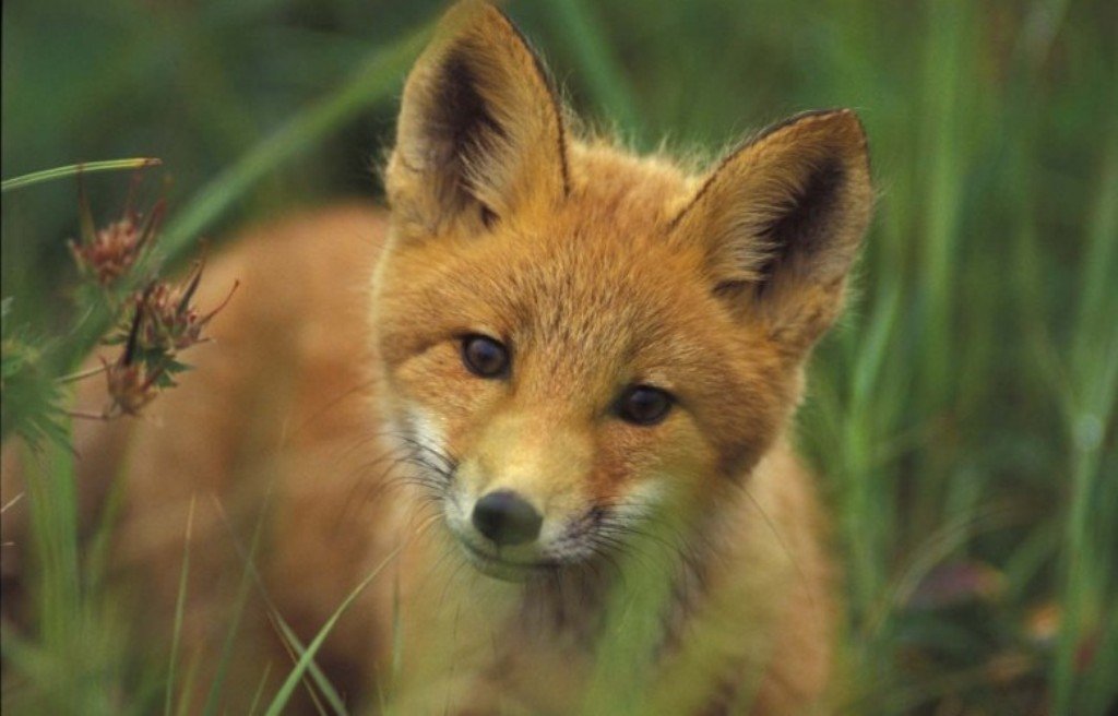 Какой сегодня праздник - 3 октября 2019: - Киев Vgorode.ua